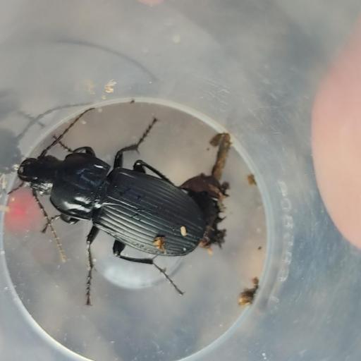 Abax Parallelepipedus Insect Identification Guide, Habitat & Facts