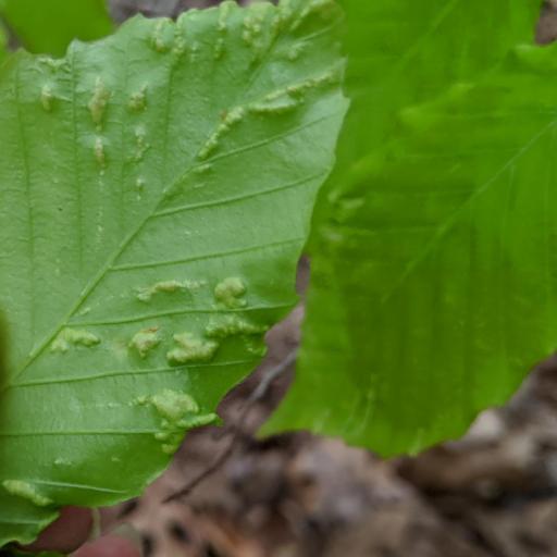 Acalitus Insect Identification Guide, Habitat & Facts