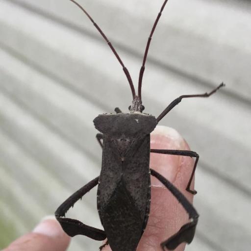 Giant Leaf-footed Bug (Acanthocephala Declivis) Insect Identification ...