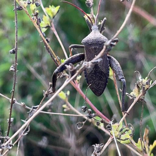Florida Leaf-Footed Bug (Acanthocephala Femorata) Insect Identification ...