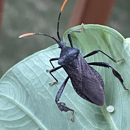 Blue Tiger (Tirumala Limniace) Insect Identification Guide, Habitat & Facts