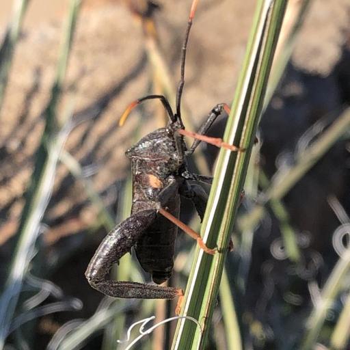Glasswing Butterflies (Greta) Insect Identification Guide, Habitat & Facts