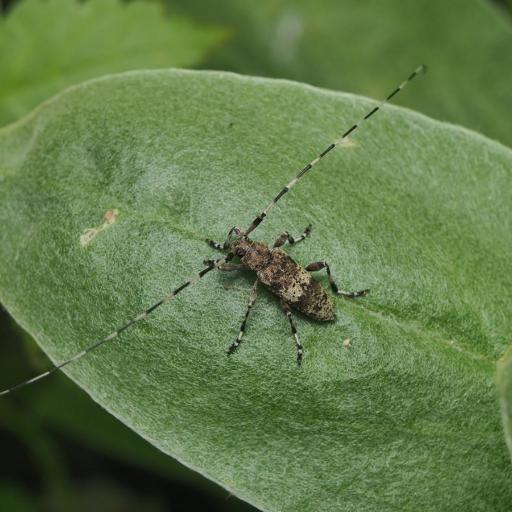Mammoth Scoliid Wasp (Megascolia Maculata) Insect Identification Guide ...