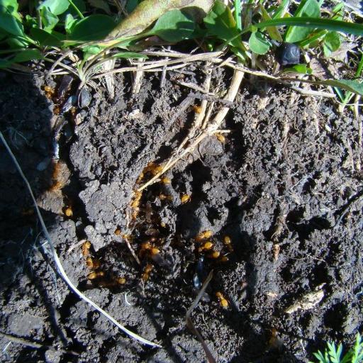 Citronella Ants (Acanthomyops) Insect Identification Guide, Habitat & Facts