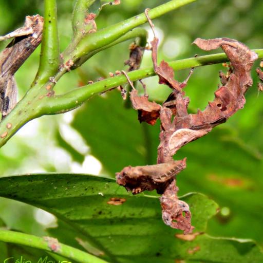 Acanthopid Mantises (Acanthopidae) Insect Identification Guide, Habitat ...