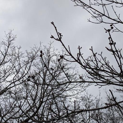 Ash Flower Gall Mite (Aceria Fraxiniflora) Insect Identification Guide ...