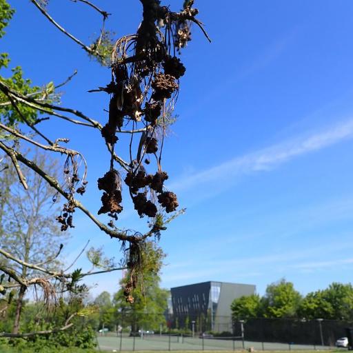 Ash Key Gall Mite (Aceria Fraxinivora) Insect Identification Guide ...