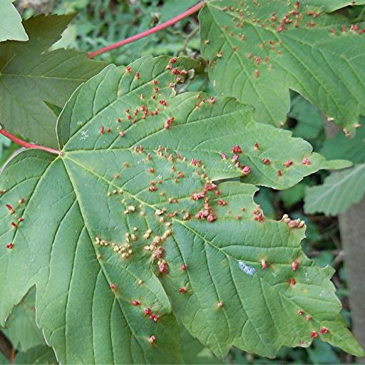 Maple Gall Mite (Aceria Macrorhynchus) Insect Identification Guide ...