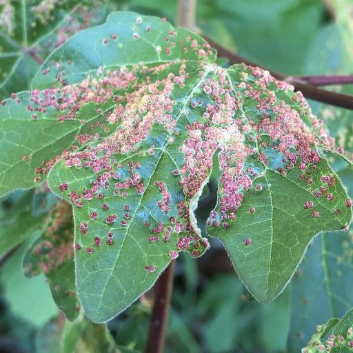 Aceria Myriadeum Insect Identification Guide, Habitat & Facts