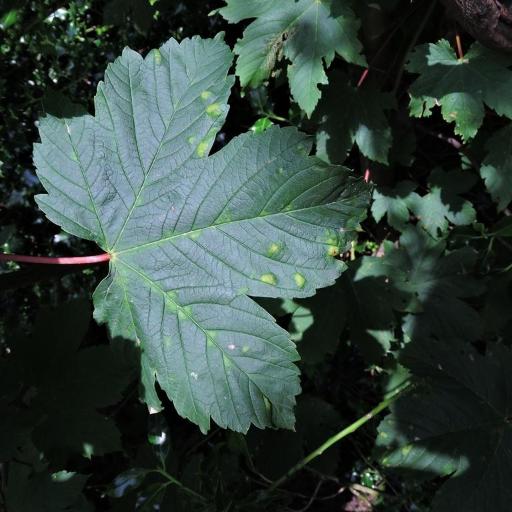 Sycamore Felt Gall Mite (Aceria Pseudoplatani) Insect Identification ...