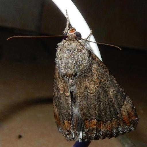 Achaea Insect Identification Guide, Habitat & Facts