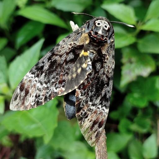 Greater Death's Head Hawkmoth (Acherontia Lachesis) Insect ...