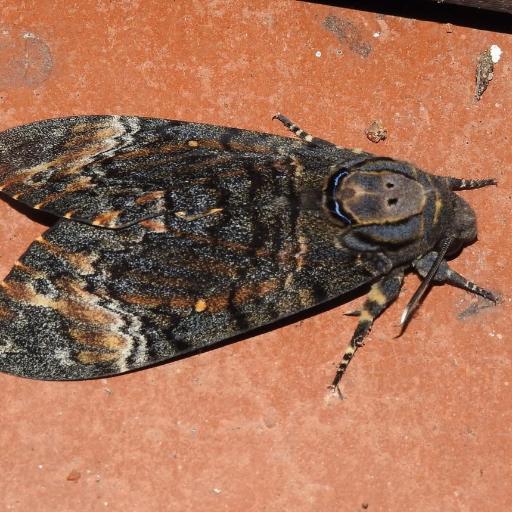 Executioner Wasp (Polistes Carnifex) Insect Identification Guide ...