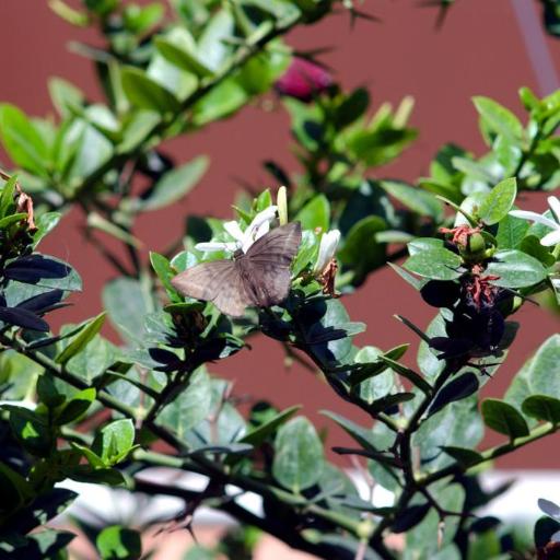 Pale Sicklewing (Achlyodes Pallida) Insect Identification Guide ...