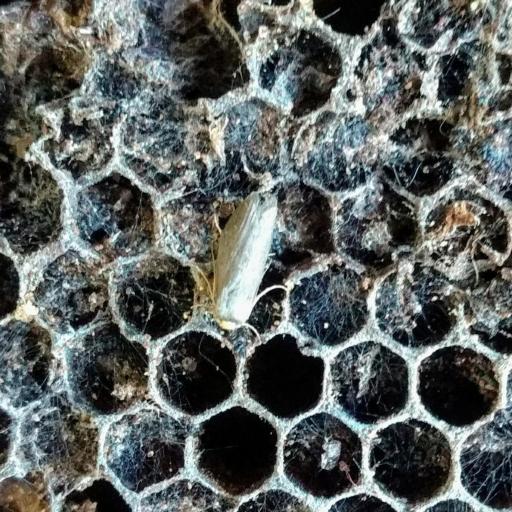 Lesser Wax Moth (Achroia Grisella) Insect Identification Guide, Habitat ...