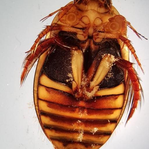 Scarce Lesser Diving Beetle (Acilius Canaliculatus) Insect ...