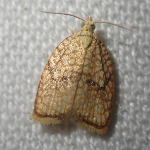Maple Leaftier Moth (Acleris Forsskaleana) Insect Identification Guide ...