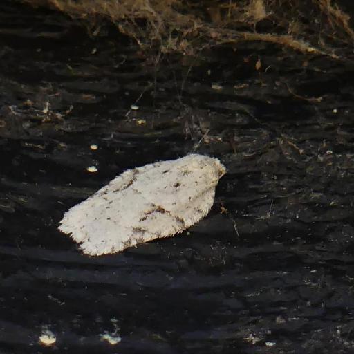 Black-Headed Birch Leaffolder Moth (Acleris Logiana) Insect ...