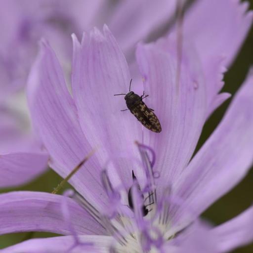 Acmaeodera Neglecta Insect Identification Guide, Habitat & Facts