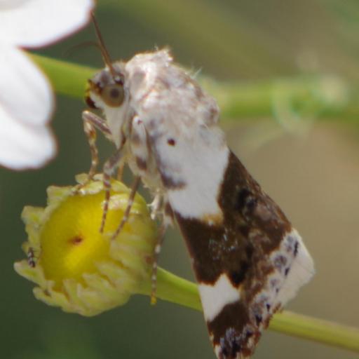 Pale Shoulder (Acontia Lucida) Insect Identification Guide, Habitat & Facts