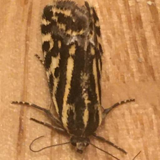 Spotted Sulphur (Acontia Trabealis) Insect Identification Guide ...