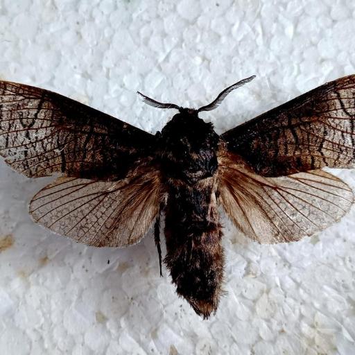 Acossus Terebra Insect Identification Guide, Habitat & Facts