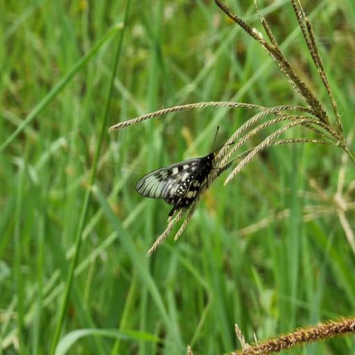 Glasswing (Acraea Andromacha) Insect Identification Guide, Habitat & Facts