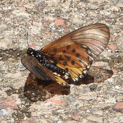Garden Acraea (Acraea Horta) Insect Identification Guide, Habitat & Facts