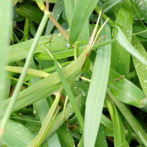 Oriental Longheaded Locust (Acrida Cinerea) Insect Identification Guide ...