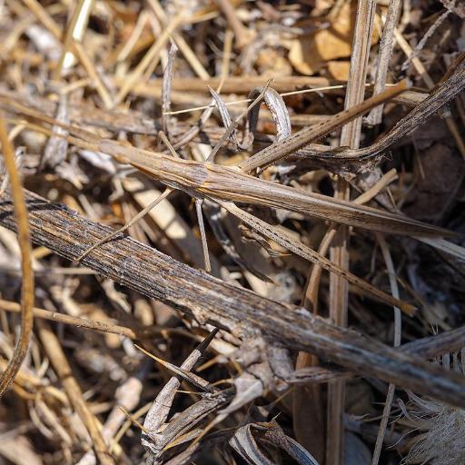 Mediterranean Slant-faced Grasshopper (Acrida Ungarica) Insect ...