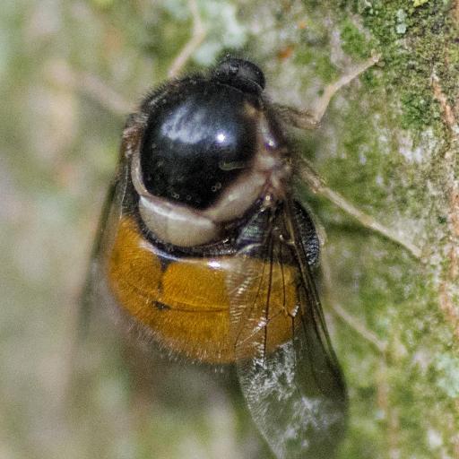 Small-headed Flies (Acroceridae) Insect Identification Guide, Habitat & Facts