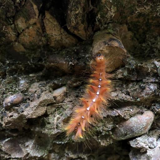 Sycamore Moth (Acronicta Aceris) Insect Identification Guide, Habitat ...