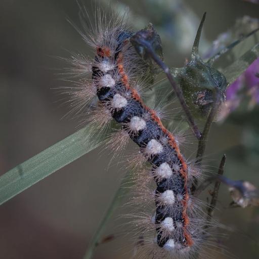 Sweet Gale Moth (Acronicta Cinerea) Insect Identification Guide ...