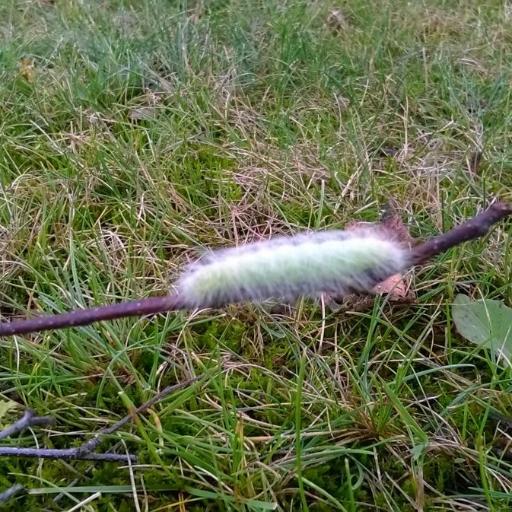 The Miller (Acronicta Leporina) Insect Identification Guide, Habitat ...