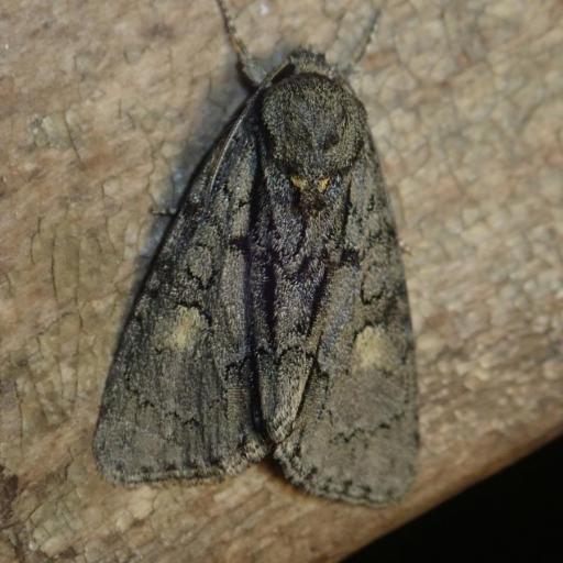 Marsh Dagger (Acronicta Strigosa) Insect Identification Guide, Habitat ...