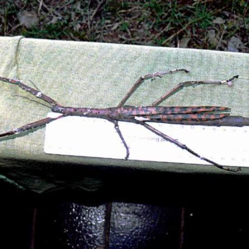 Titan Stick Insect (Acrophylla Titan) Insect Identification Guide ...