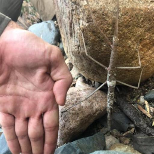 Acrophylla Insect Identification Guide, Habitat & Facts