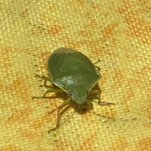 Acrosternum Heegeri Insect Identification Guide, Habitat & Facts