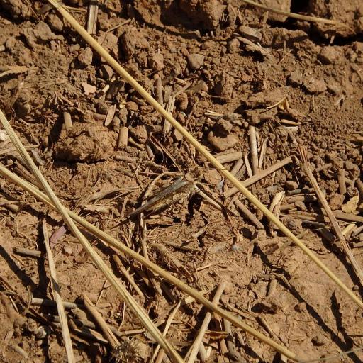 Slender Digging Grasshopper (Acrotylus Patruelis) Insect Identification ...