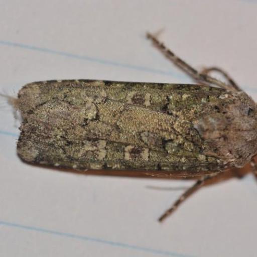 Robust Ground Crickets (Allonemobius) Insect Identification Guide ...