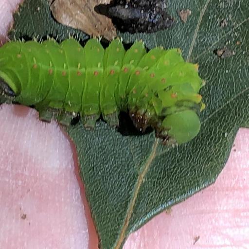 North American Luna Moth (Actias Luna) Insect Identification Guide ...