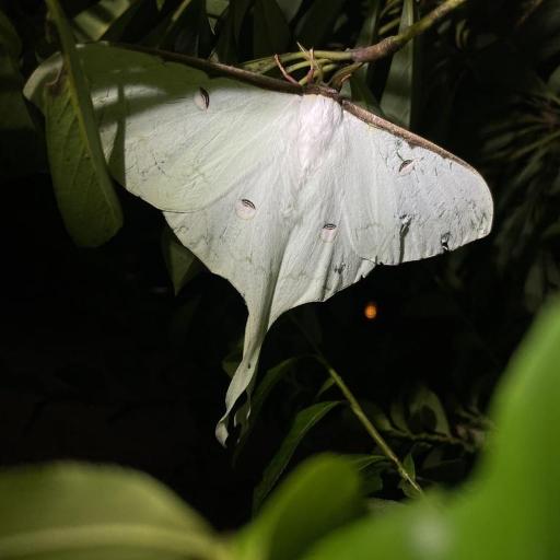 South China Moon Moth (Actias Sinensis) Insect Identification Guide ...