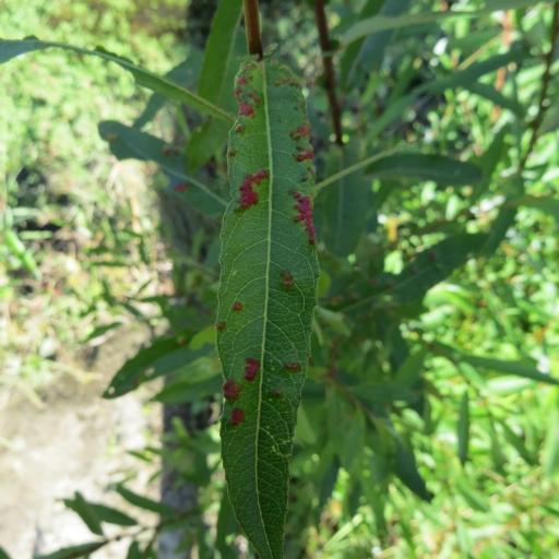 Willow Bead Gall Mite (Aculus Tetanothrix) Insect Identification Guide ...