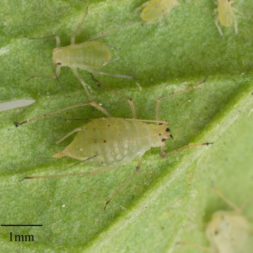 Acyrthosiphon Insect Identification Guide, Habitat & Facts