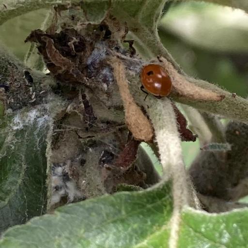 Two-spotted Lady Beetle (Adalia Bipunctata) Insect Identification Guide ...