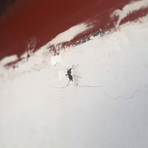 Yellow Fever Mosquito (Aedes Aegypti) Insect Identification Guide ...