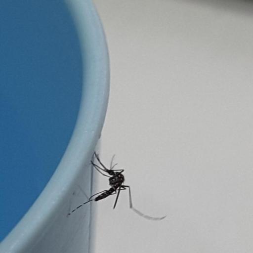 Asian Tiger Mosquito (Aedes Albopictus) Insect Identification Guide, Habitat & Facts