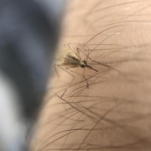 Summer Salt Marsh Mosquito (Aedes Dorsalis) Insect Identification Guide ...