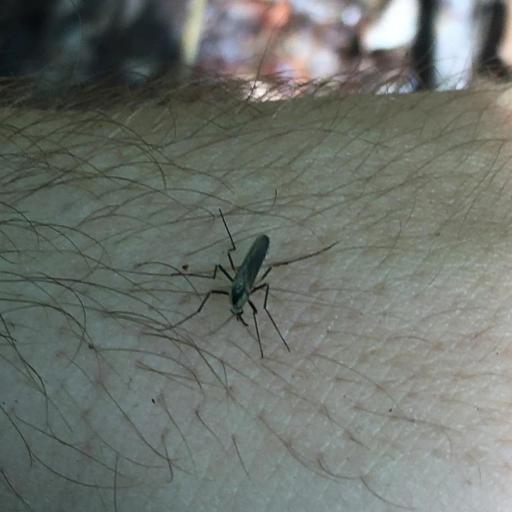 Eastern Treehole Mosquito (Aedes Triseriatus) Insect Identification ...