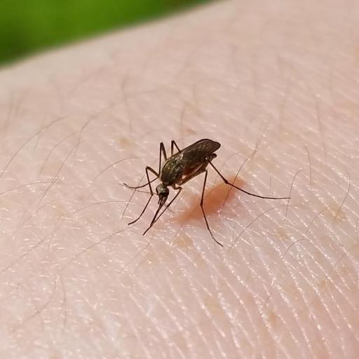 Plains Floodwater Mosquito (Aedes Trivittatus) Insect Identification ...